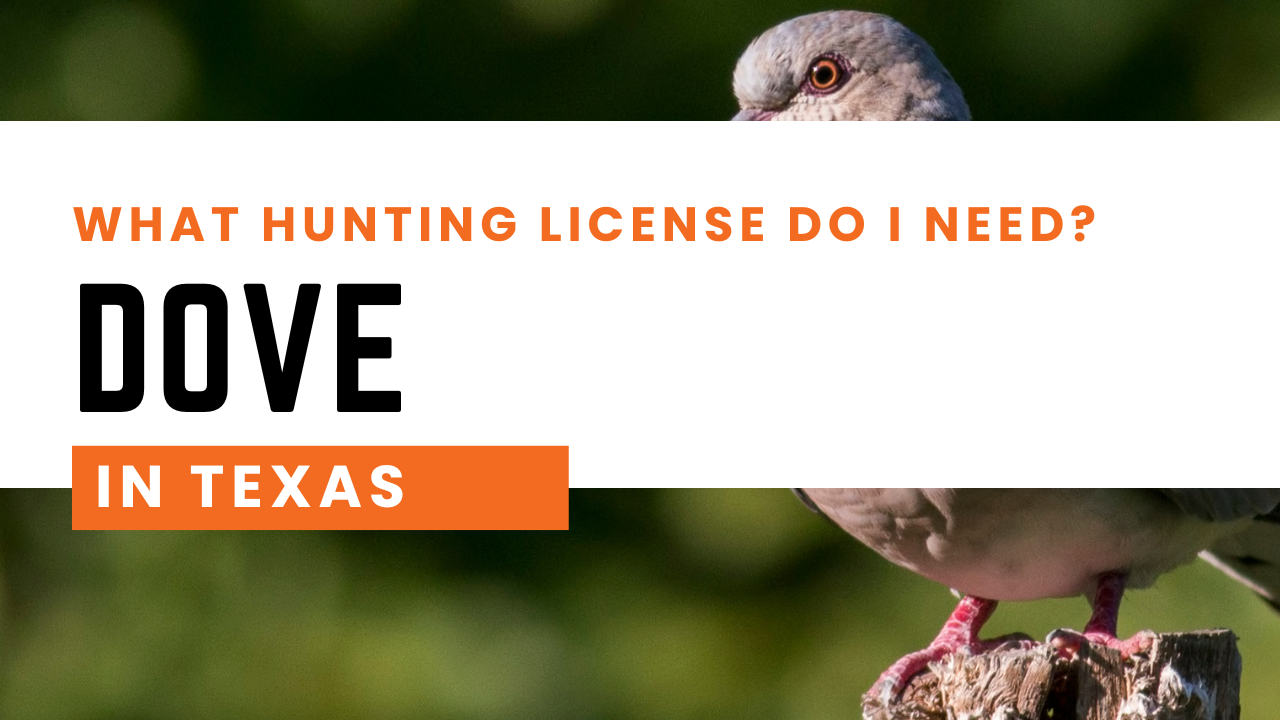 What License Do I Need to Hunt Dove in Texas? | Recademics