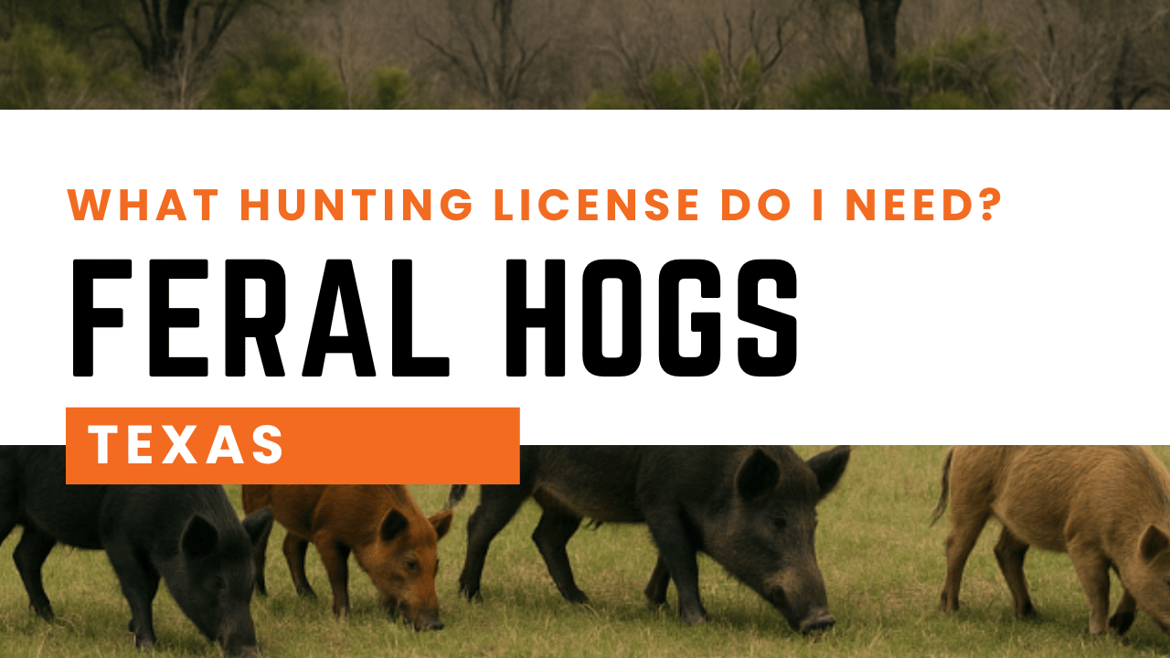 What Hunting License Do I Need to Hunt Hogs in Texas?