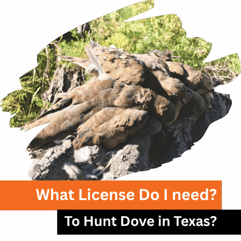 What License Do I Need to Hunt Dove in Texas? | Recademics
