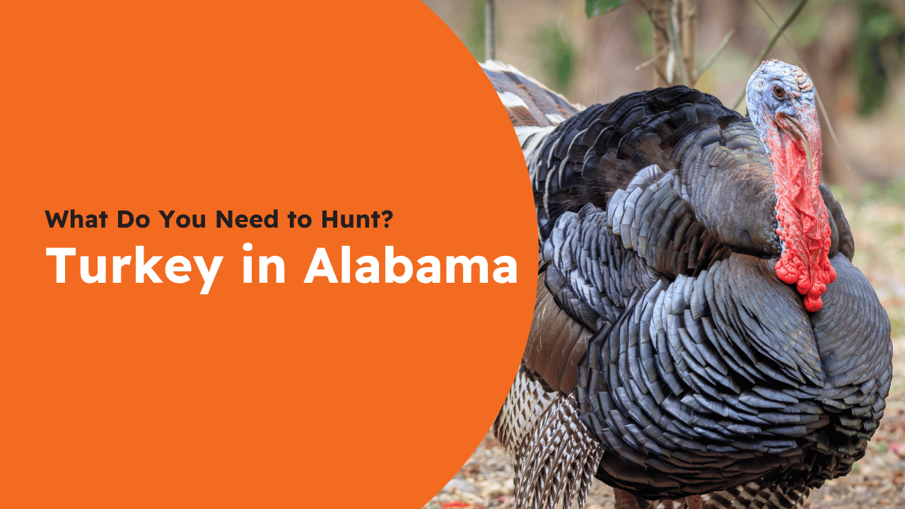 What License Do You Need to Hunt Turkey in Alabama?