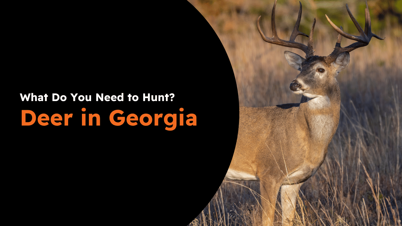 What License Do You Need to Hunt Deer in Georgia?