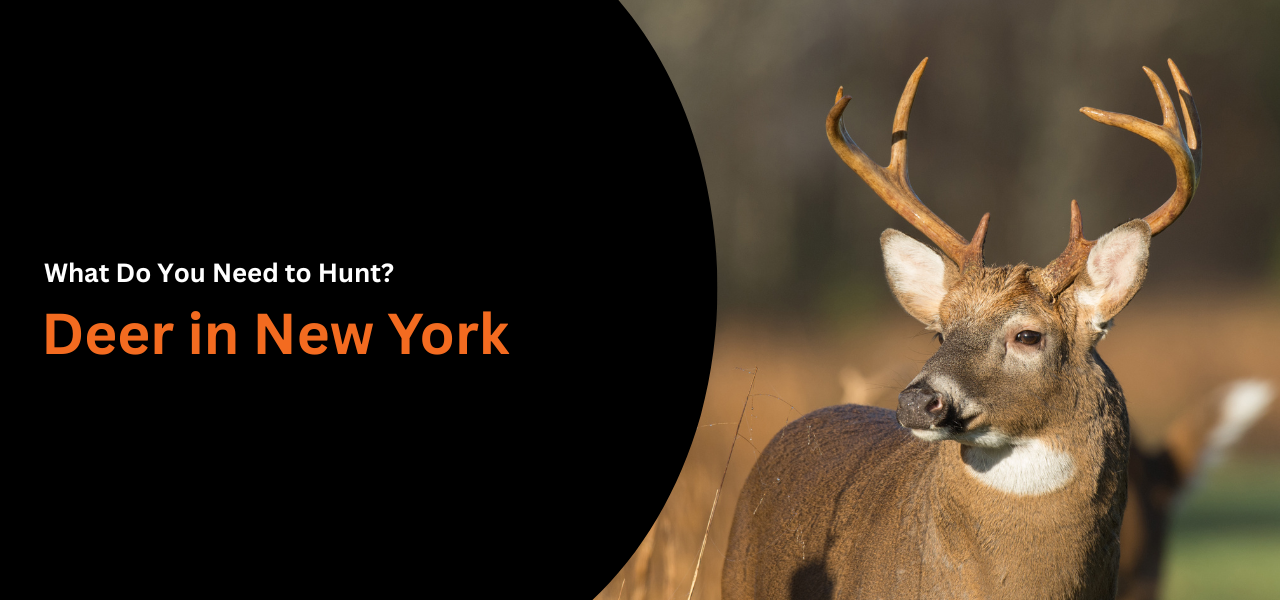 What License Do You Need to Hunt Deer in New York?