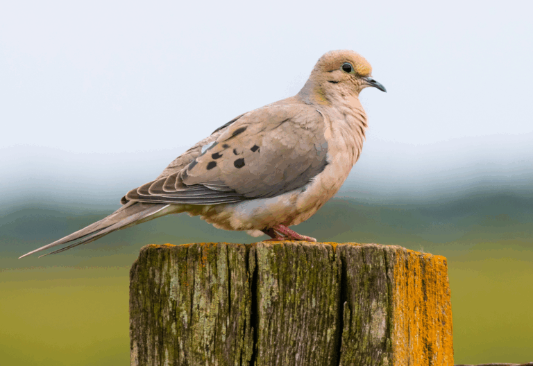 What License Do You Need to Hunt Dove in Indiana?