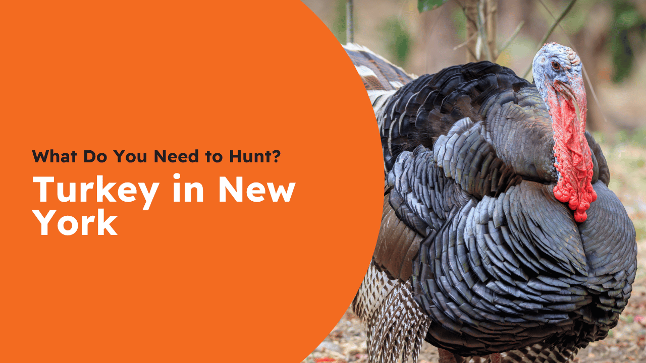 What License Do You Need to Hunt Turkey in New York?