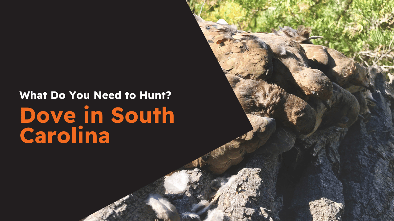 What License Do You Need to Hunt Dove in South Carolina?